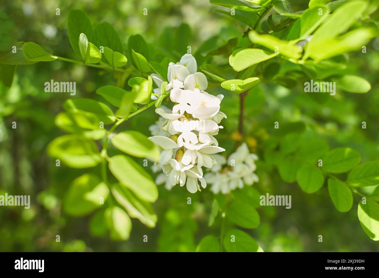 Acacia tree blooming in the spring. Flowers branch with a green ...