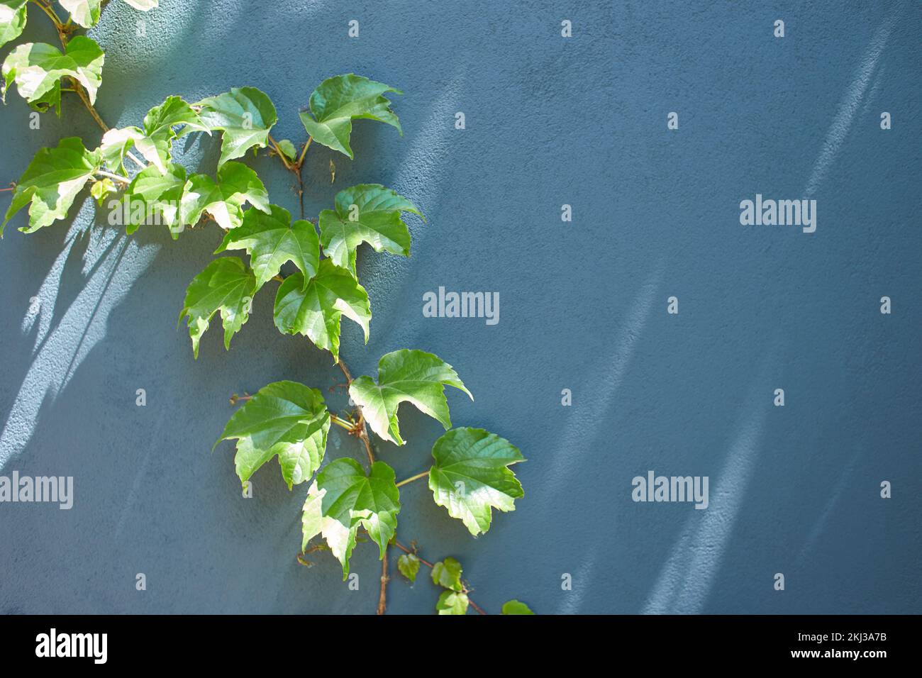 Blue wall half overgrown with ivy with green leaves Stock Photo - Alamy