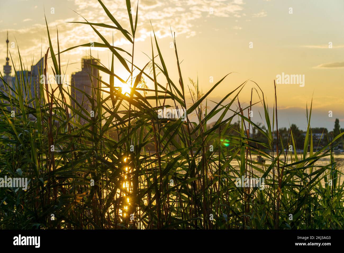 Vienna plants hi-res stock photography and images - Alamy