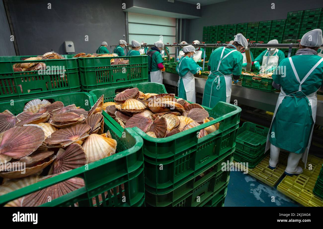 Cleaning and gutting of scallops in a shellfish treatment plant in ...