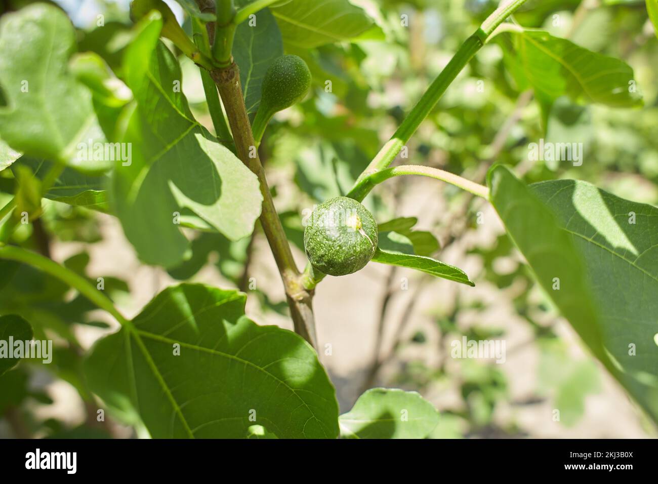 Ripe fig fruits in the canopy of the tree Stock Photo - Alamy