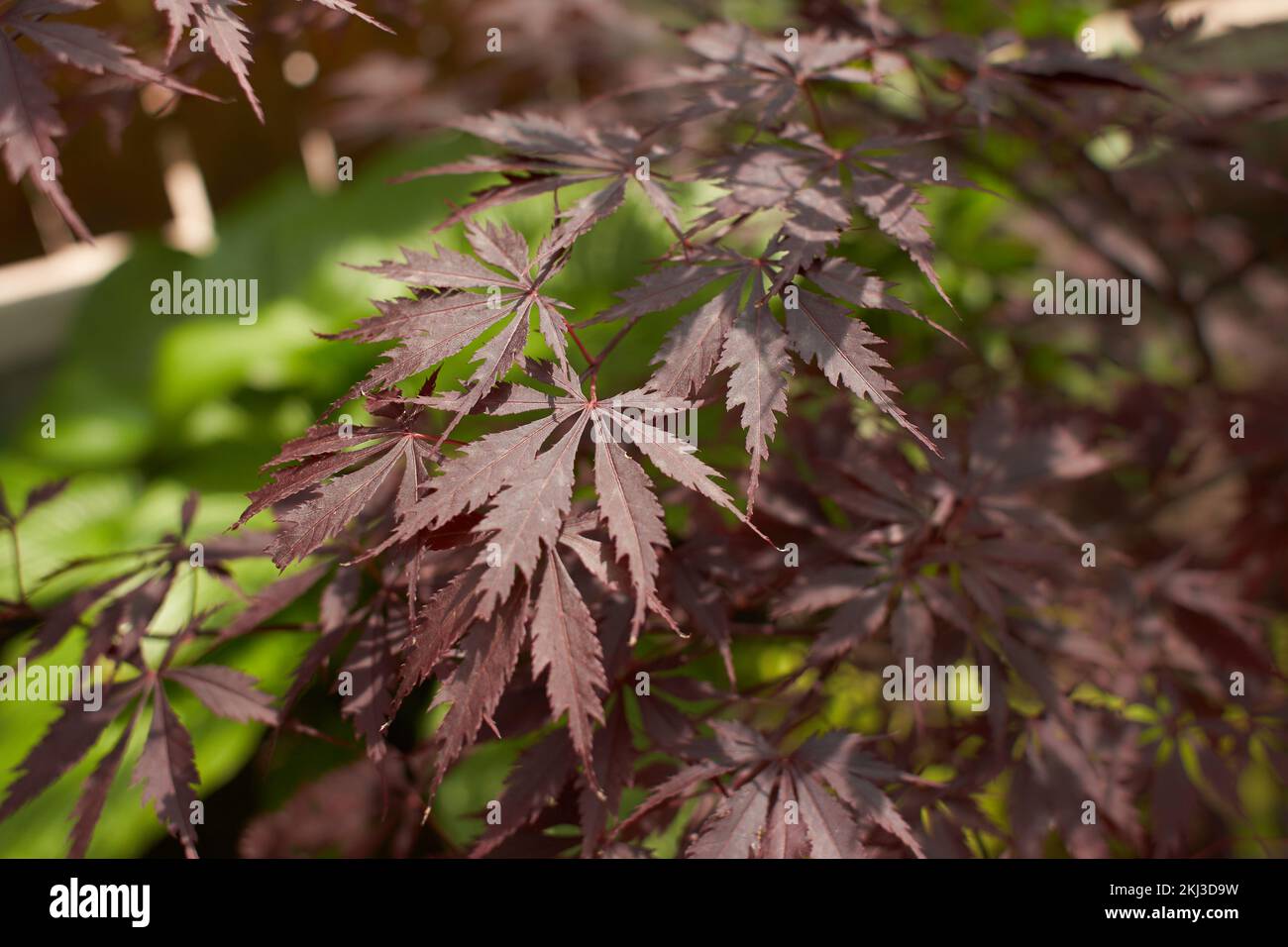 Bush of Japanese maple (Acer palmatum Osakazuki). Close up of red maple ...