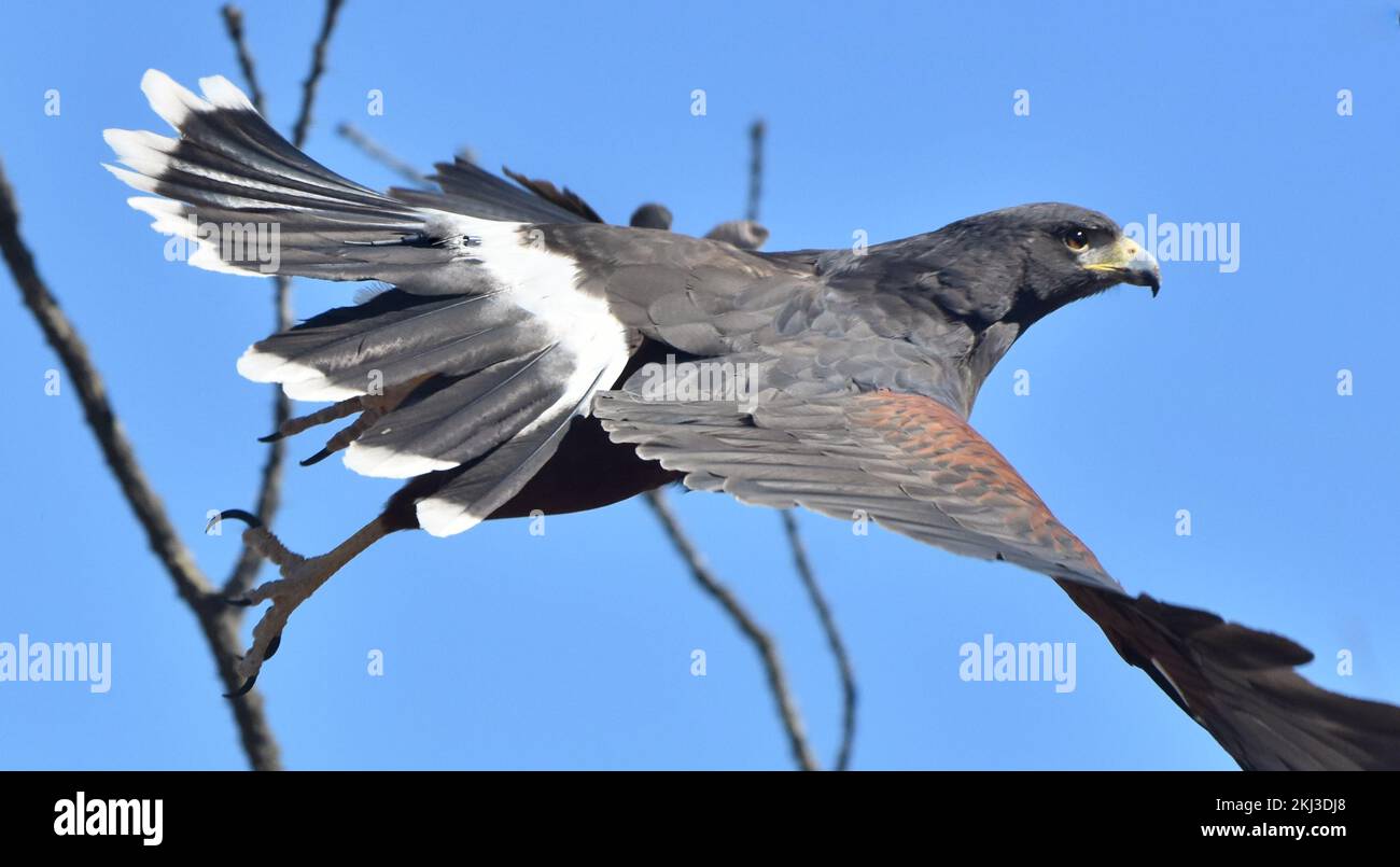A Harris Hawk (Parabuteo unicinctus) flying over cactus in the Sonoran ...