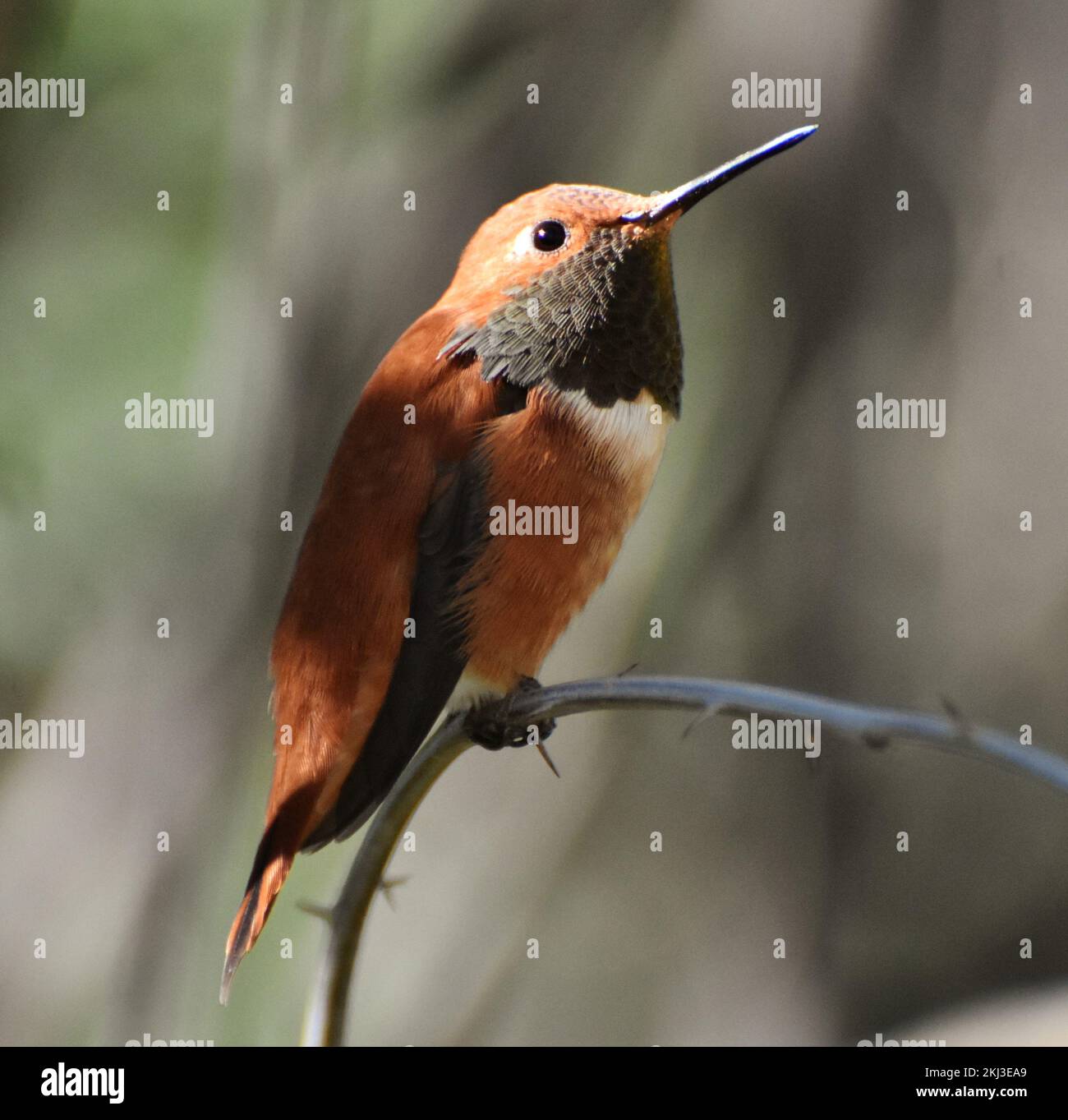 Rufous Hummingbird (Selasphorus rufus) sitting on a tree branch in ...