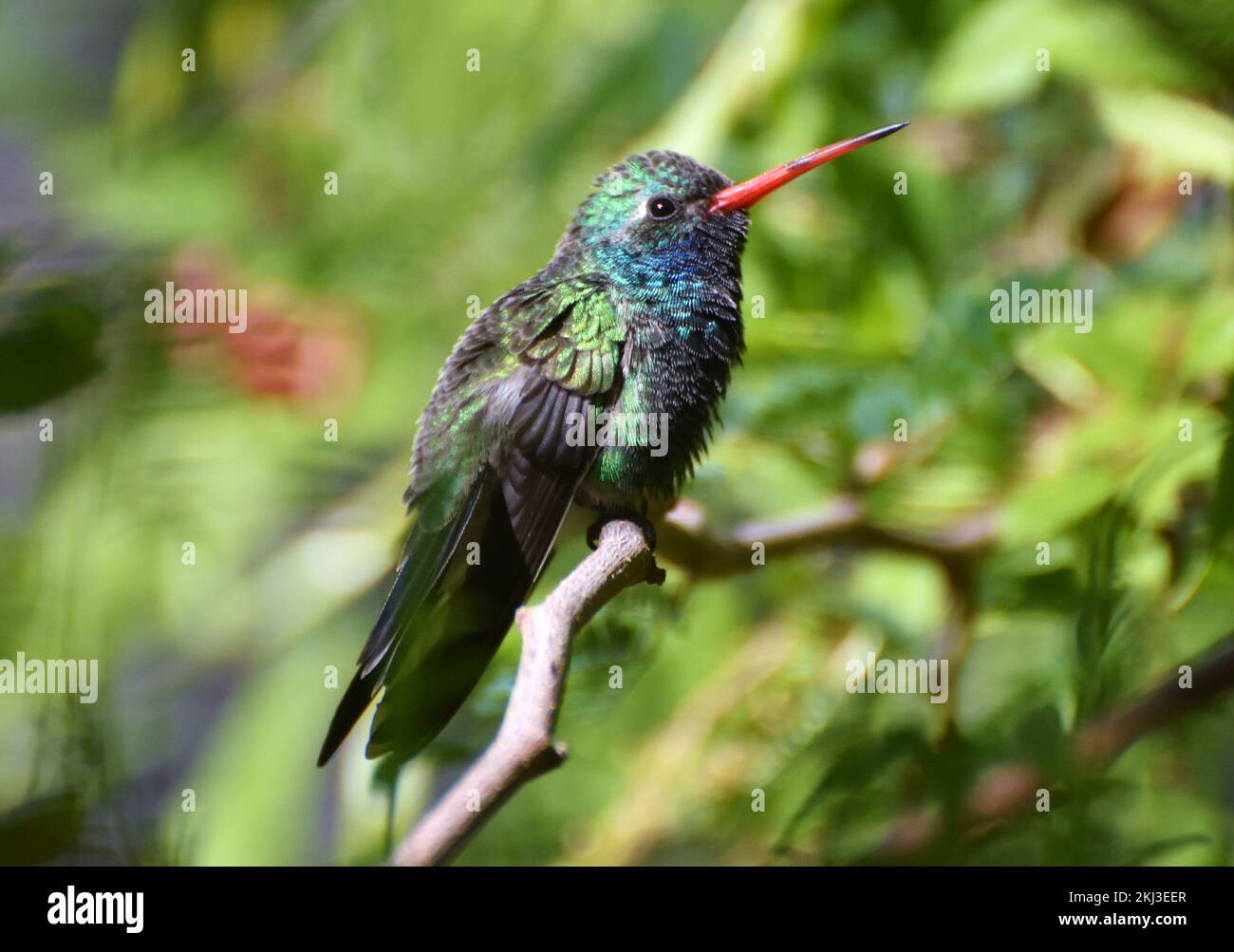 Broad-billed Hummingbird (Cynanthus latirostris) sitting on a tree ...