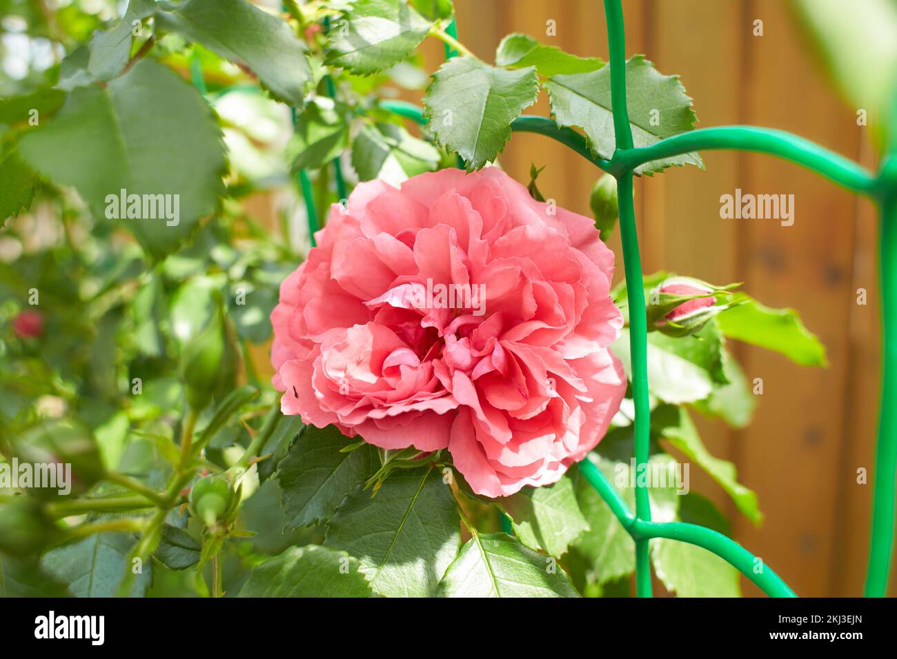Pink flowers of Rosarium Uetersen, Strawberry Hill climber David Austin ...