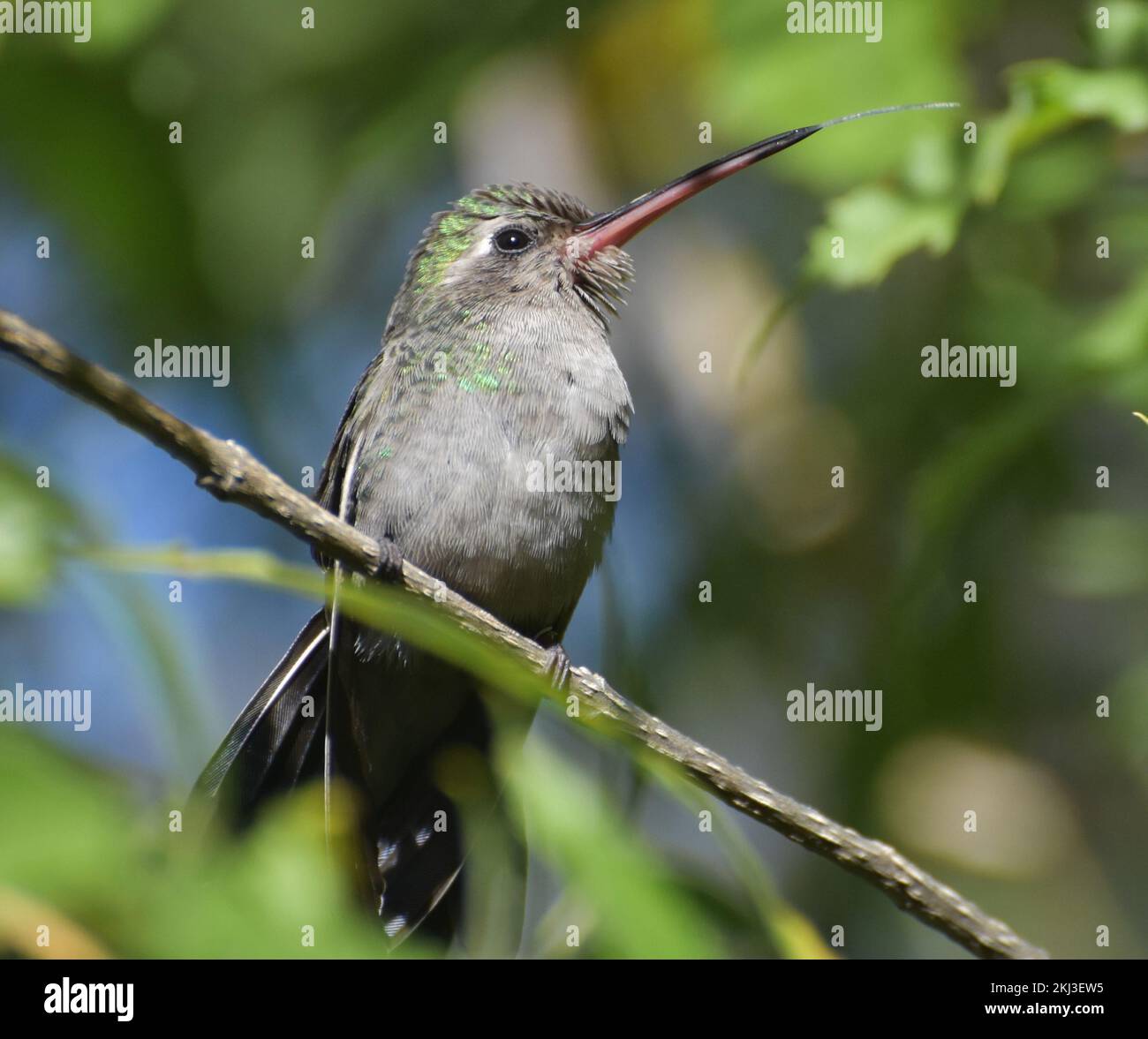 Broad-billed Hummingbird (Cynanthus latirostris) sitting on a tree ...