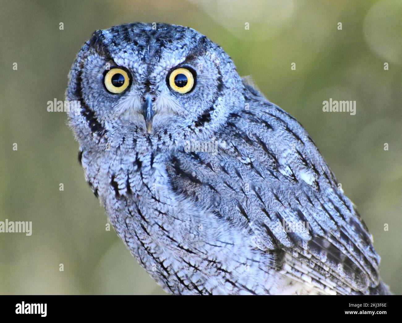 Megascops hi-res stock photography and images - Alamy