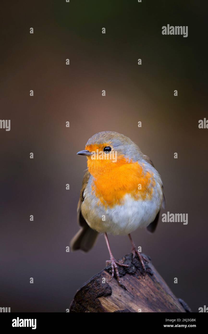 Close, front view of wild, UK robin (Erithacus rubecula) isolated ...