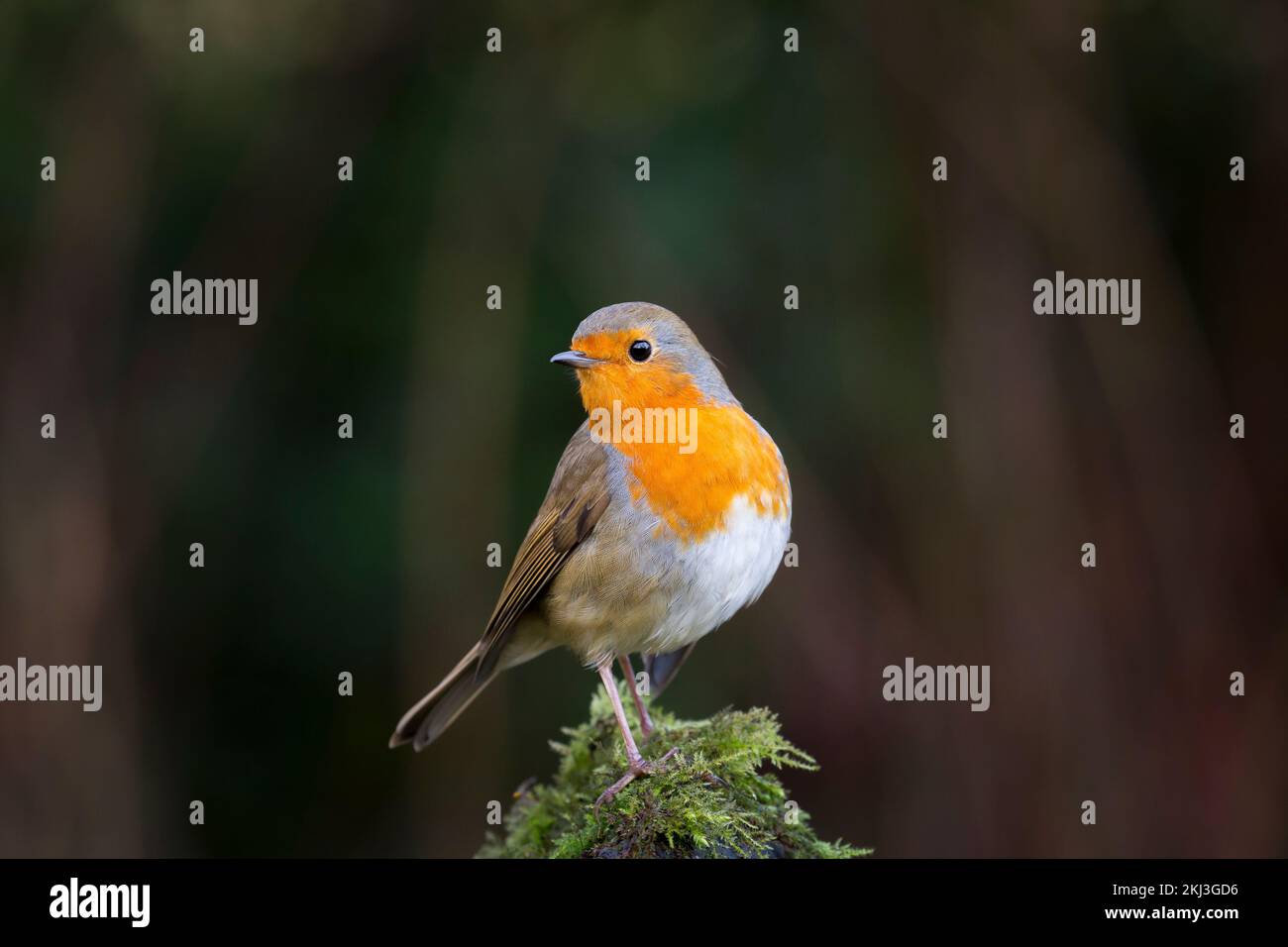 Close, front view of wild, UK robin (Erithacus rubecula) isolated ...