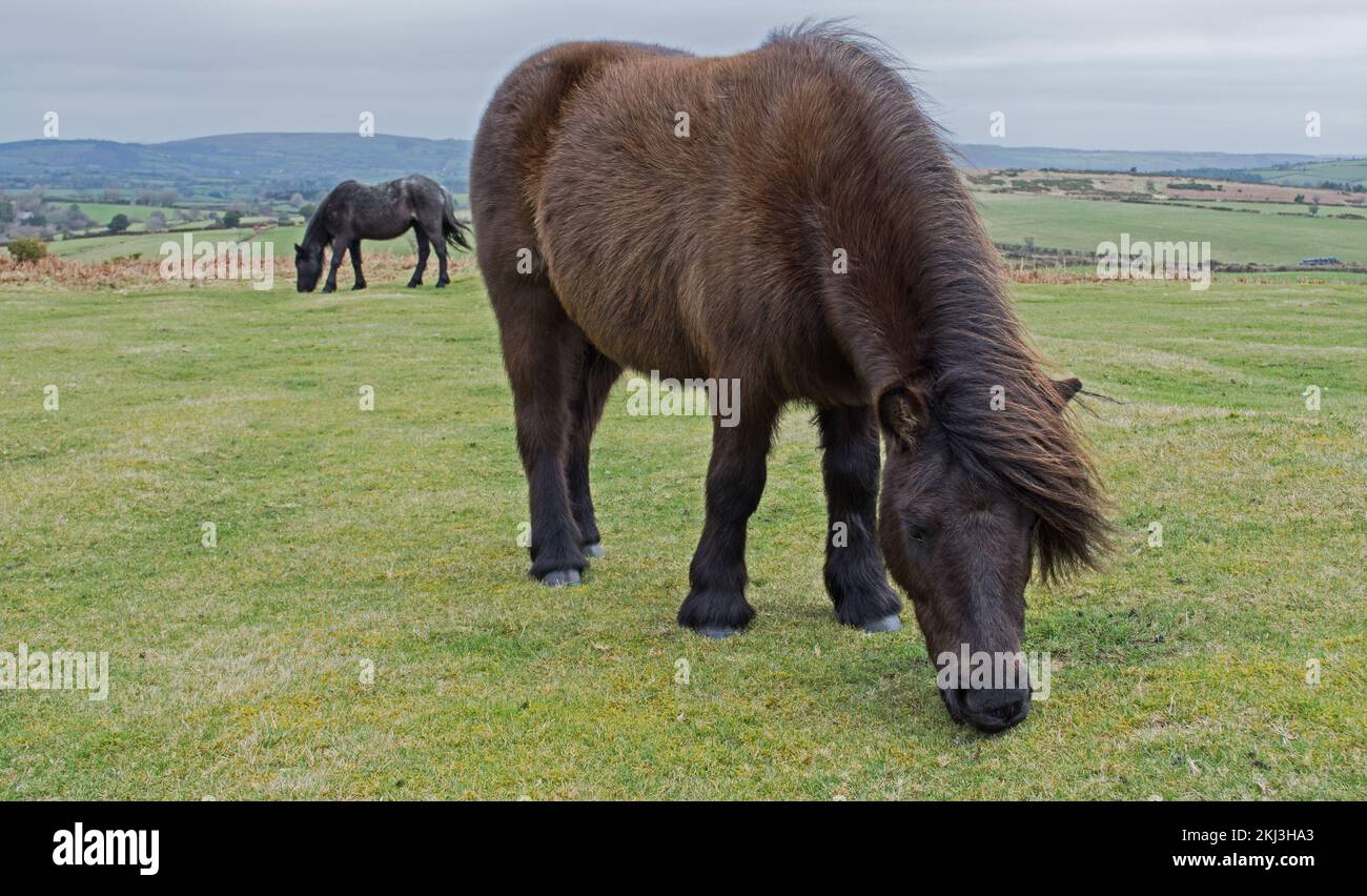 Two Shetland ponies eating grass on a sunny day Stock Photo - Alamy