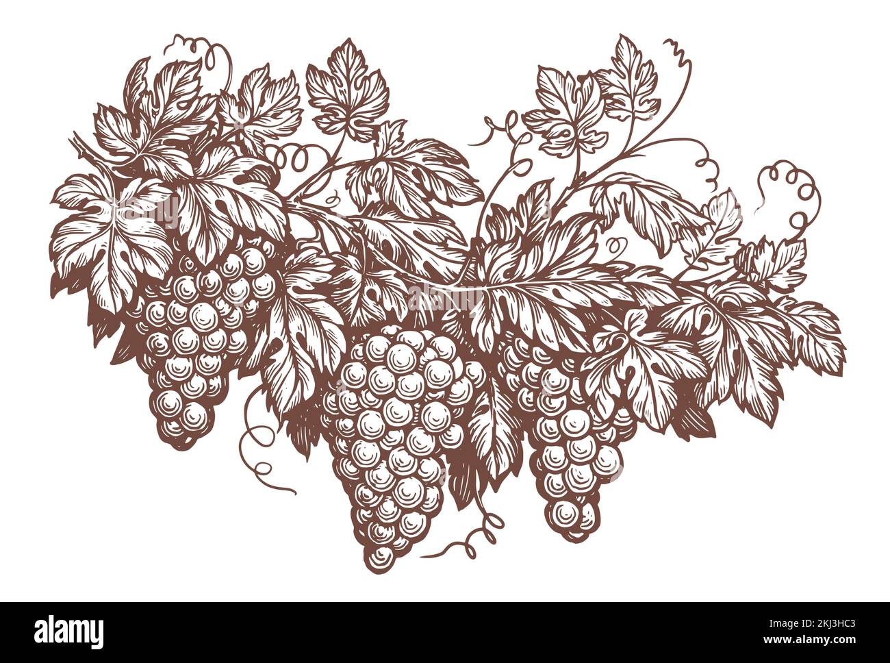 Hand drawn monochrome branch of grape vine with leaves, engraving ...