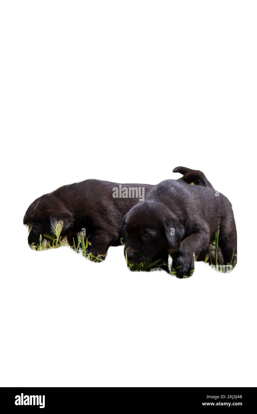 Dog animal over isolated white background Stock Photo - Alamy