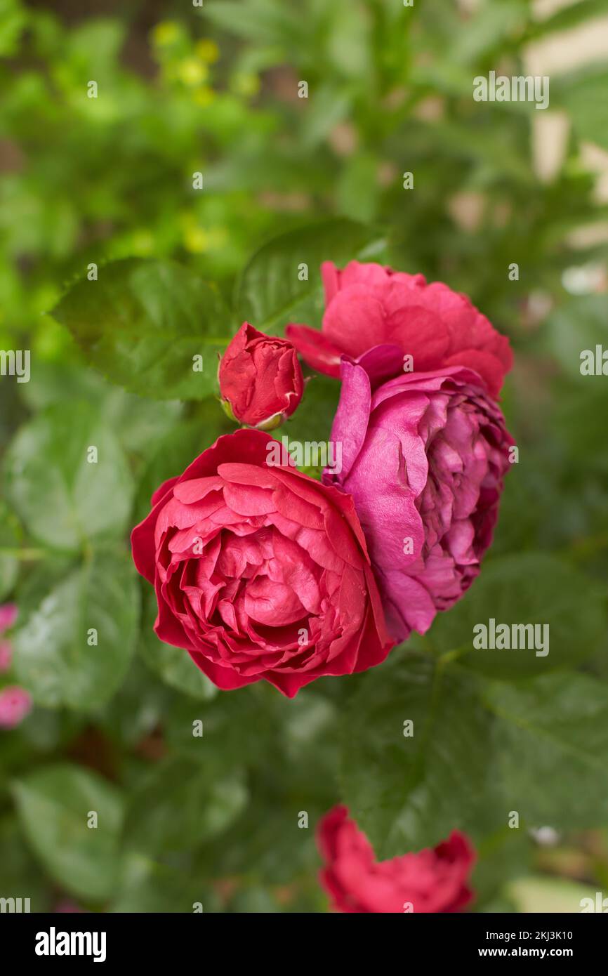 Red flowers of Rosa Line Renaud, Mary Rose, Charles Rennie Mackintosh ...