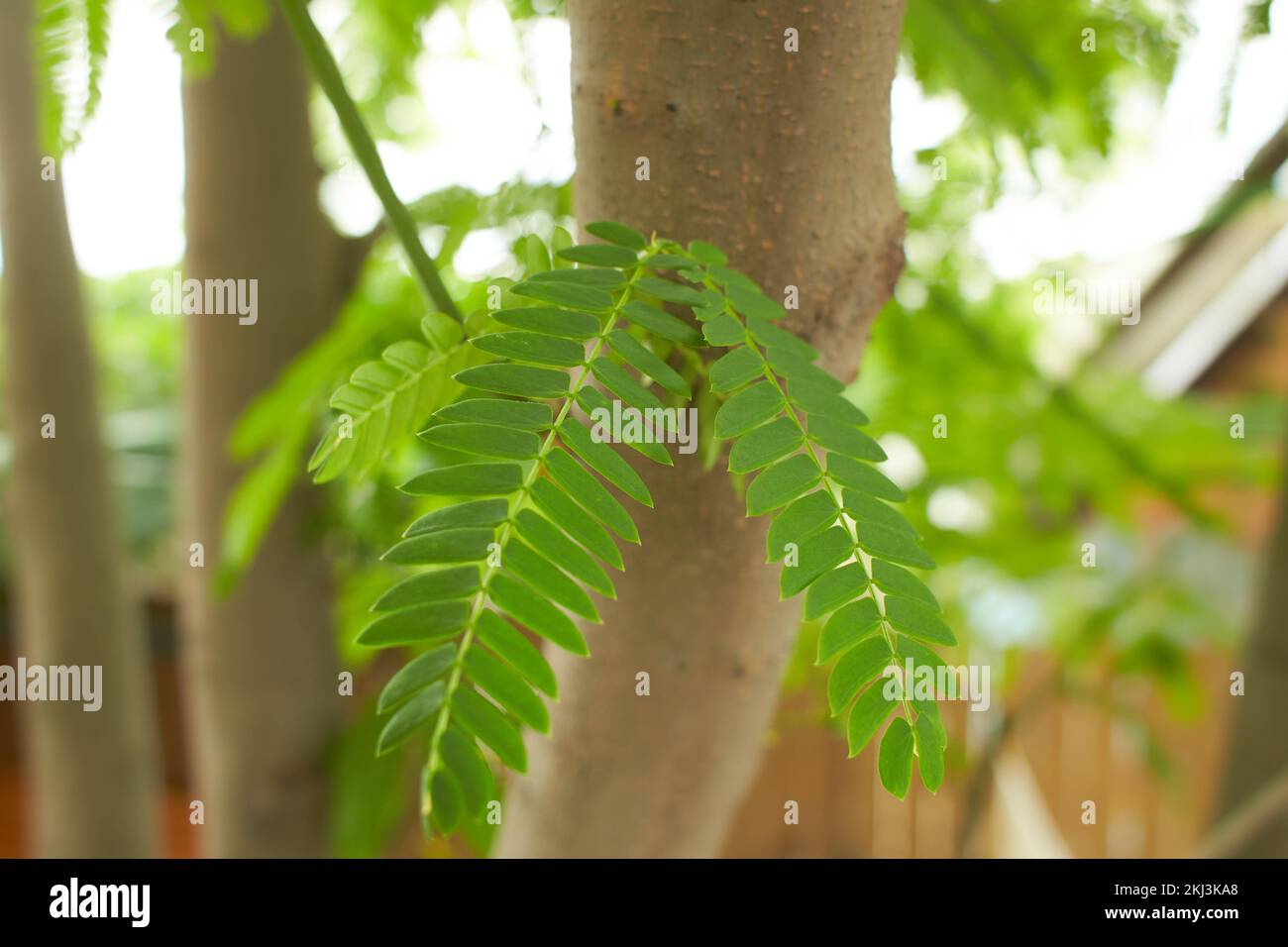 Green leaves of Enterolobium contortisiliquum, Persian silk tree in the ...