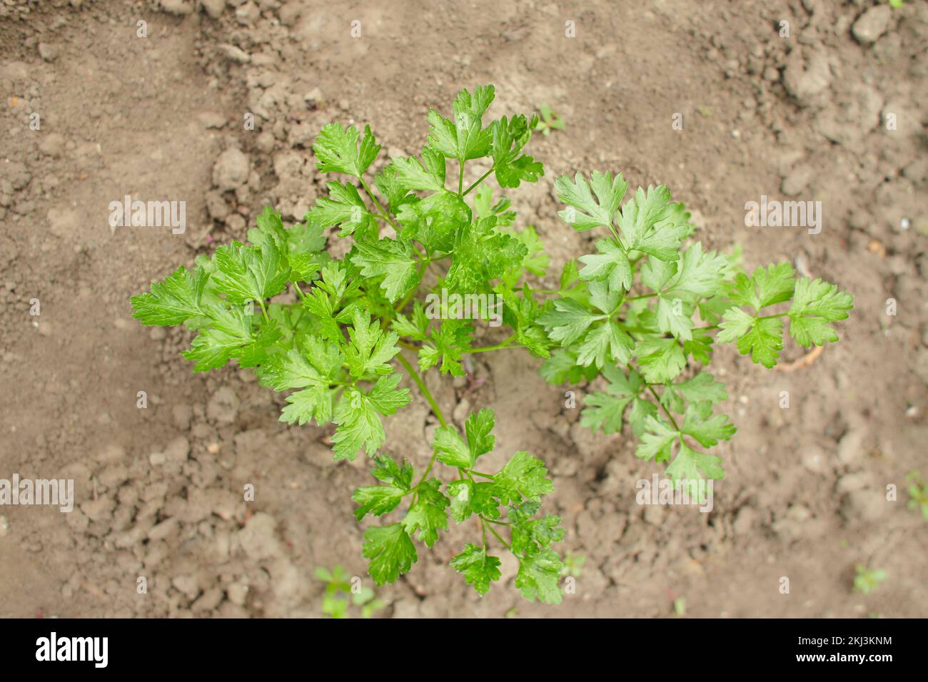 Flat-leaved parsley. Petroselinum crispum. parsley leaves. Green leaves. Parsley growing in the ...