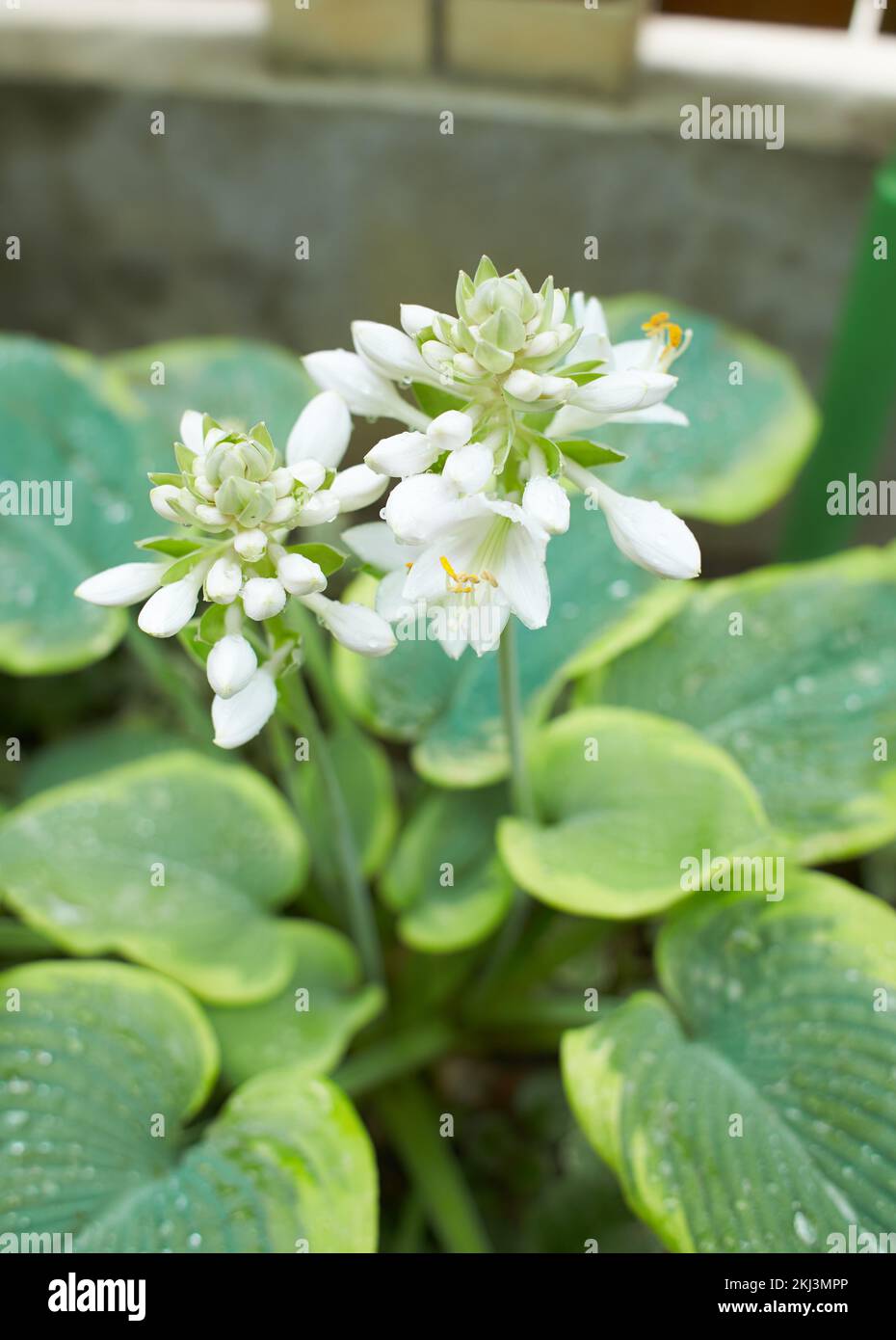 Plantain lily or Hosta foliage plant with white flowers. Hosta, flower ...