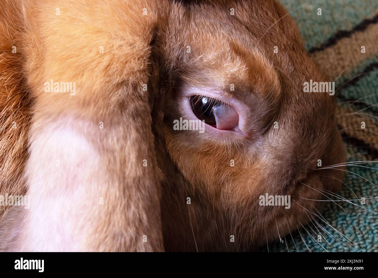 A sick eye in a domestic hare close up Stock Photo - Alamy