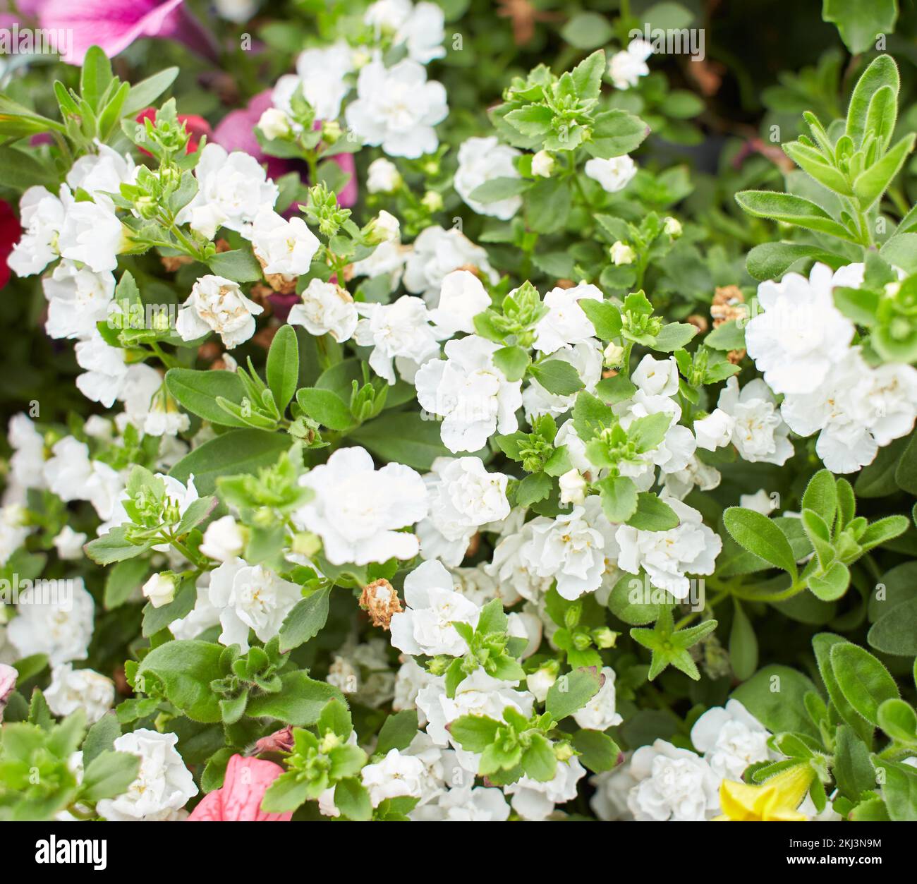 White flowers of Calibrachoa 'MiniFamous Double Compact White', Double ...