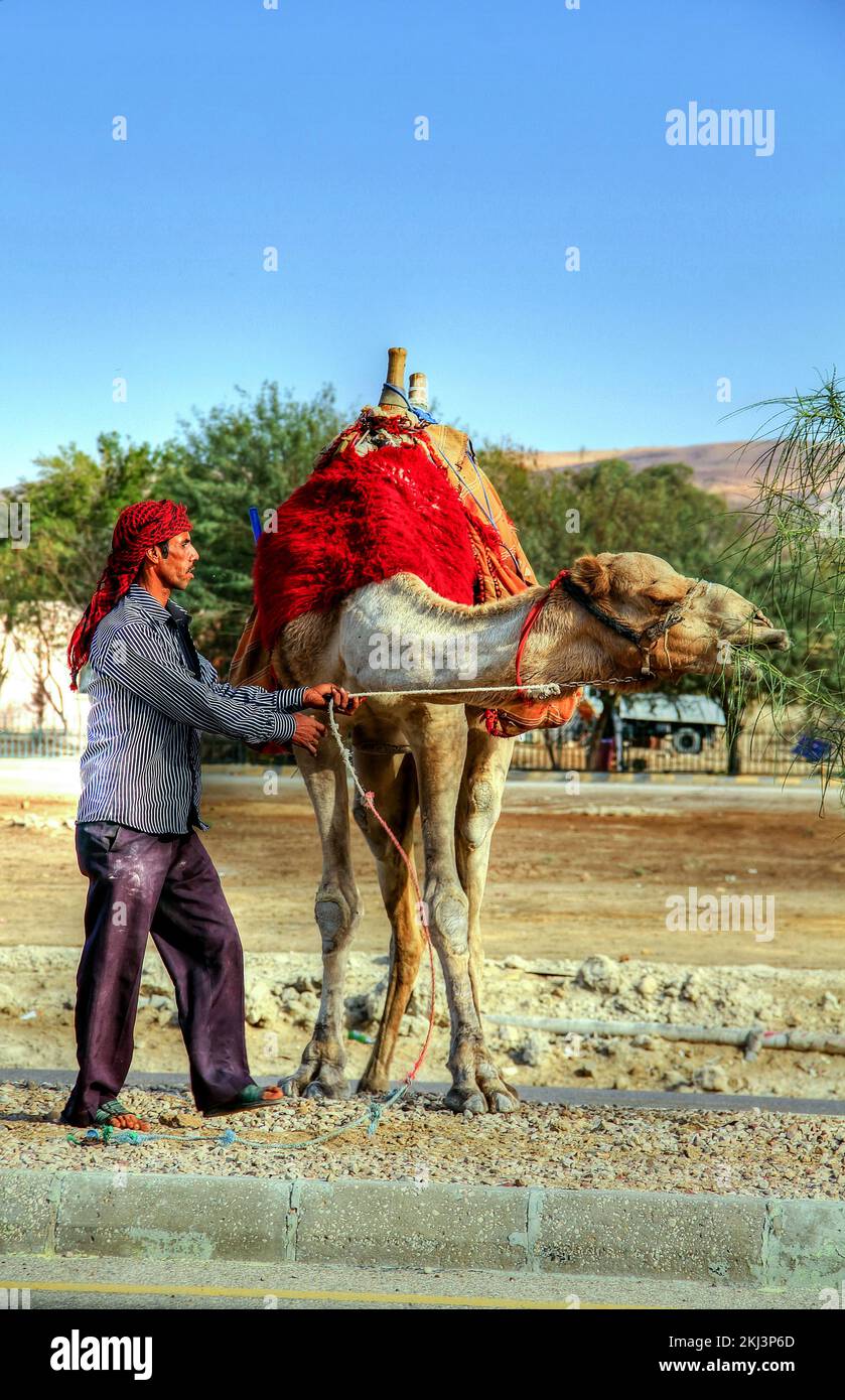 A picture of a camel with a Jordanian Bedouin man Stock Photo - Alamy