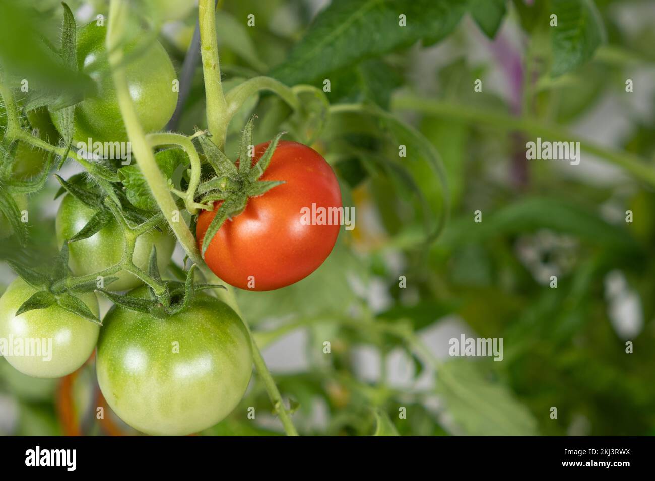 Growing tomatoes from seeds, step by step. Step 13 - ripe tomatoes ...