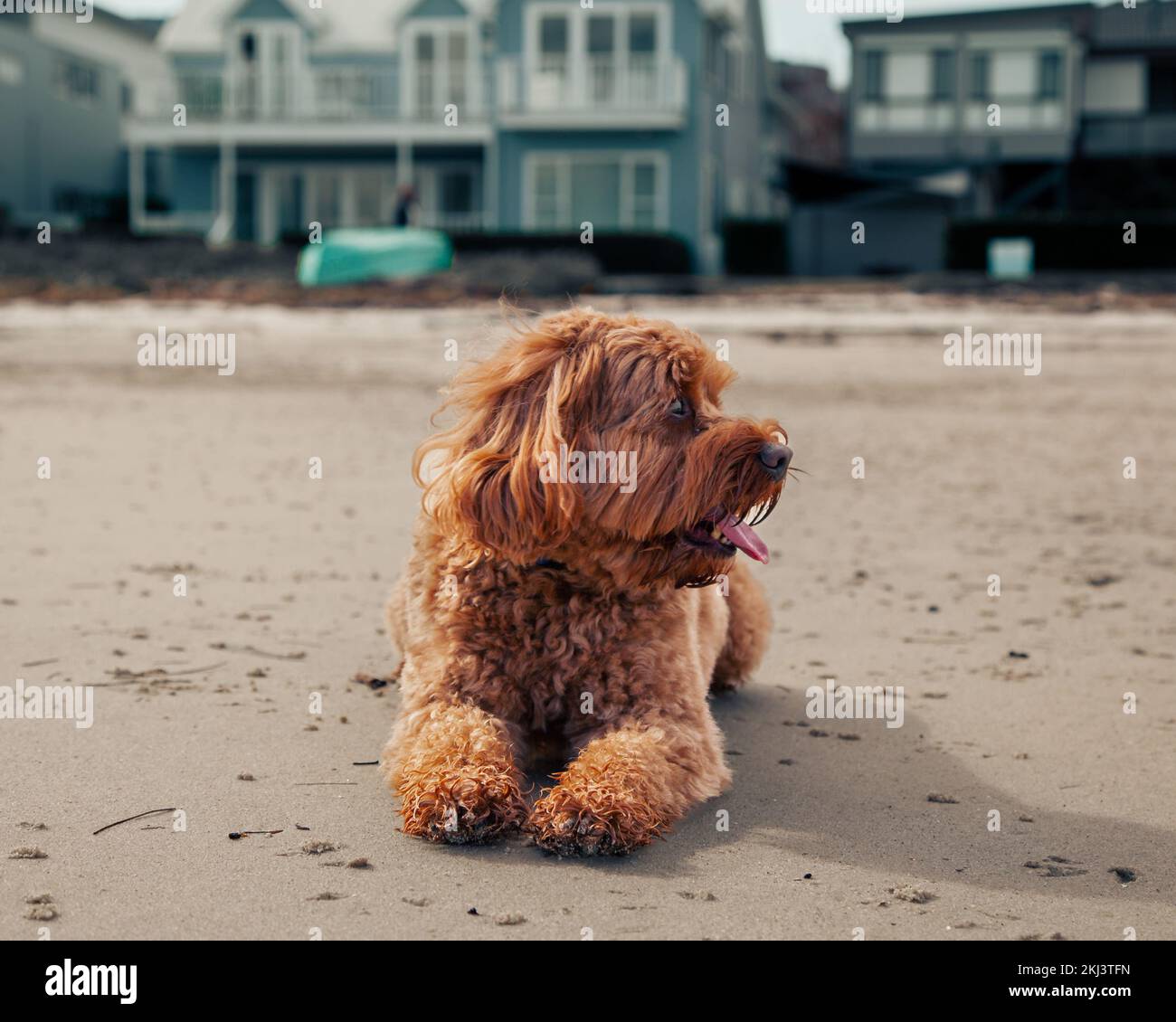 A cute Cavapoo lying on the beach looking to the side with its tongue ...