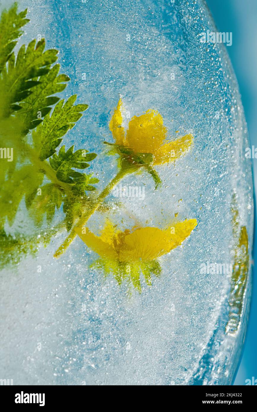 Abstract background of flowers frozen in ice. The concept of preserving ...