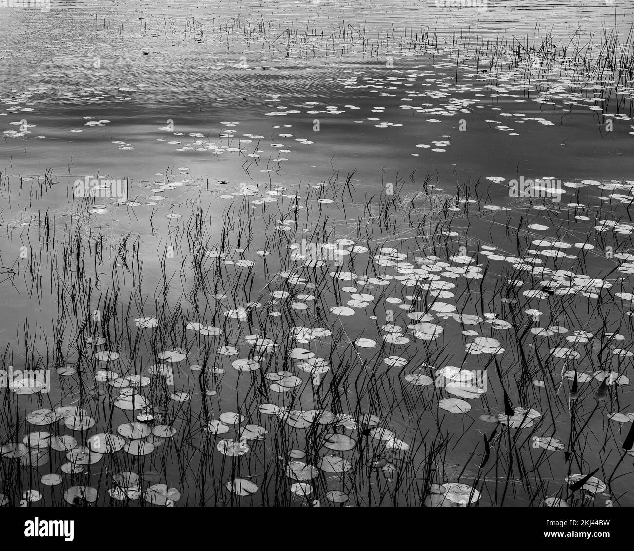 A grayscale of a pond covered with the rounded leaves of water lilies ...