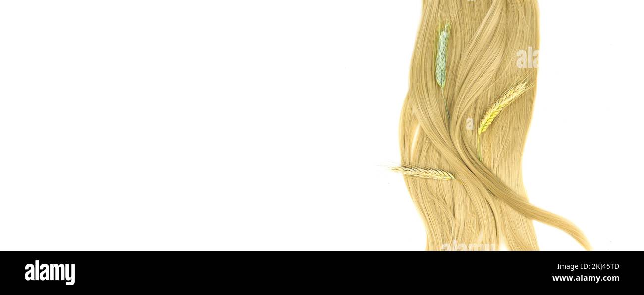Strand of blond hair with sprigs of ripe wheat on white. Blond wavy ...