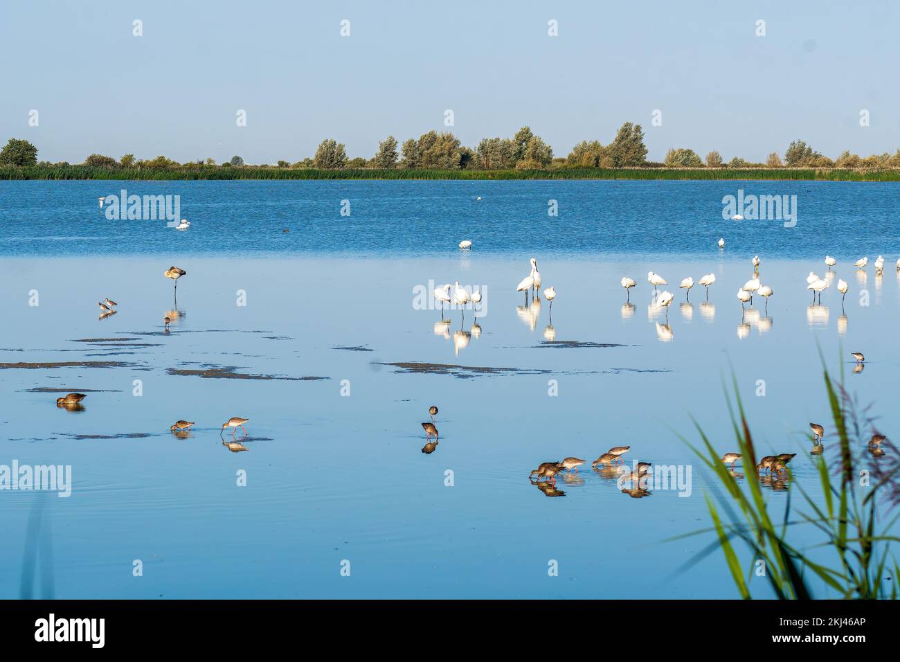 A flock of white and brown birds swimming in a blue lake with a green ...