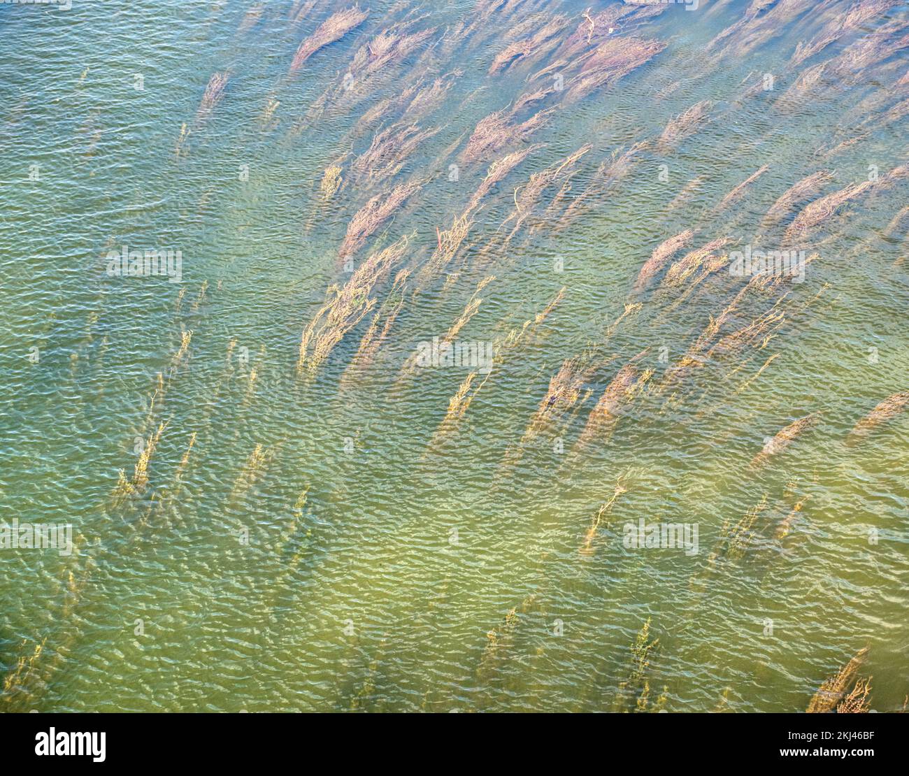 Nile plants hi-res stock photography and images - Alamy