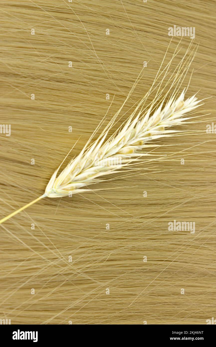 Strand of blond hair with sprigs of ripe wheat on white. Blond wavy ...