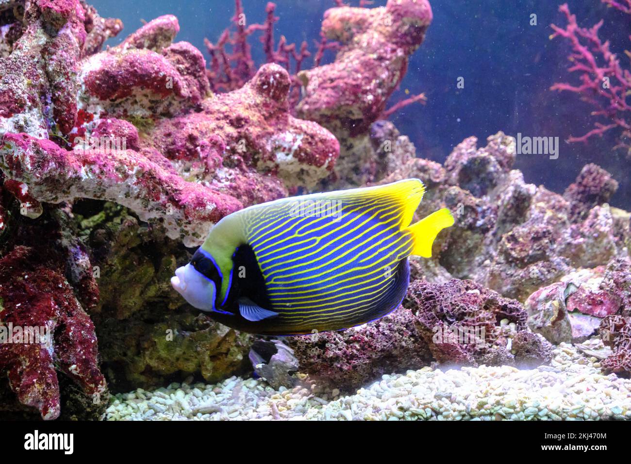 Imperial angel fish swims against background pink corals Stock Photo ...
