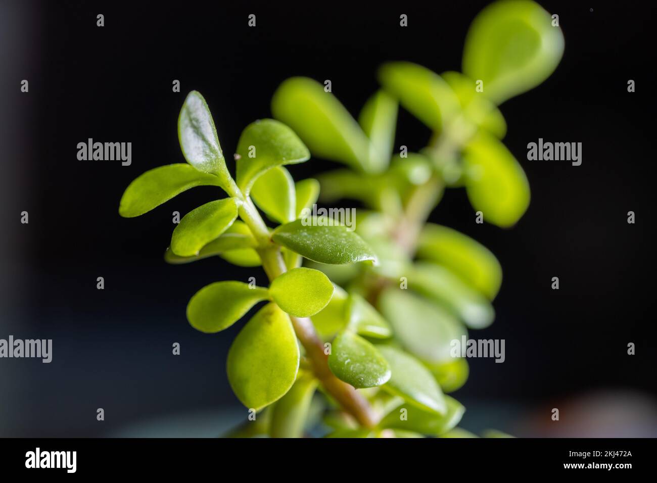 A closeup of an elephant bush in a flowerpot on the black background ...