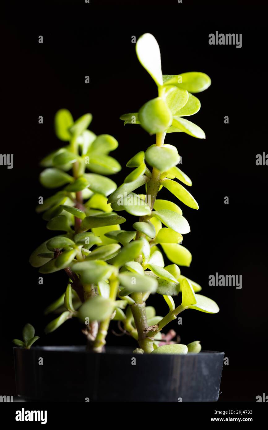 A closeup of an elephant bush in a flowerpot on the black background ...