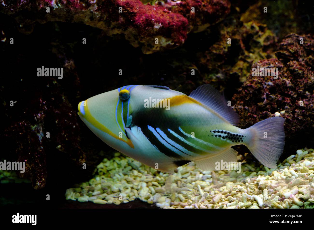 Fish Picasso spiny triggerfish swims against background corals Stock ...