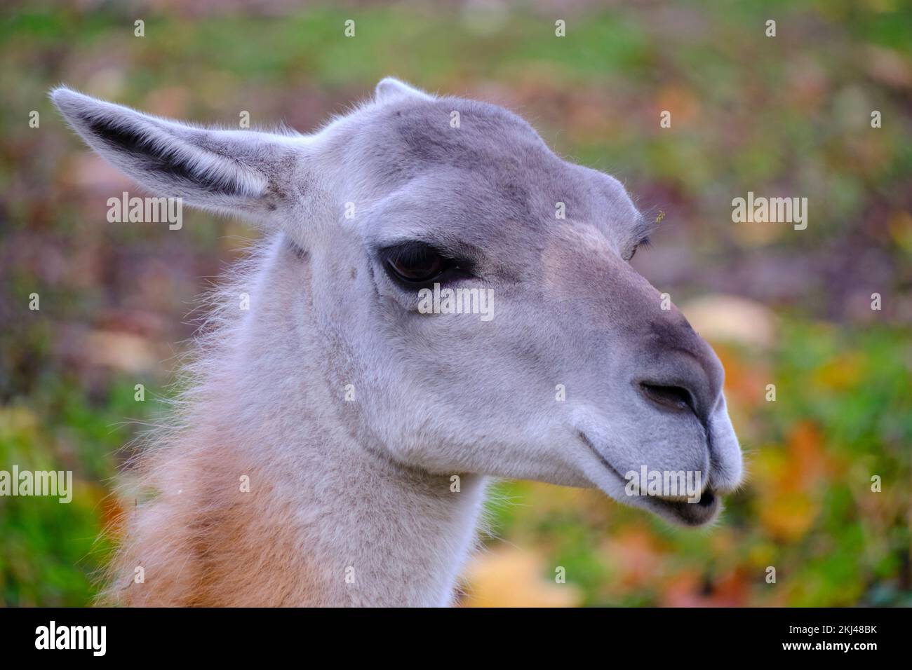 Muzzle young llama against background autumn foliage Stock Photo - Alamy