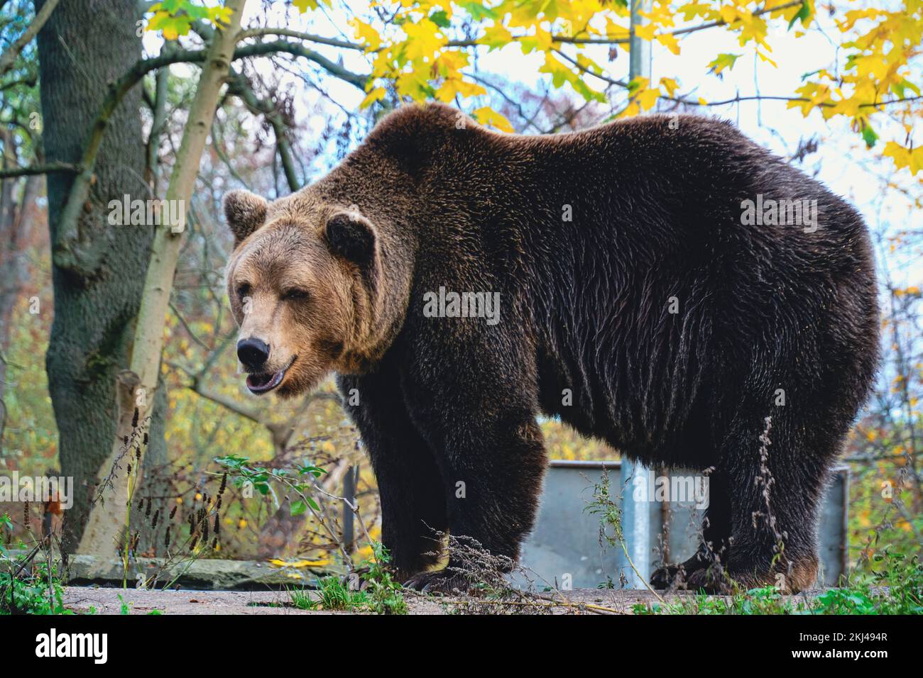 Healthy, wild bear in full growth Stock Photo - Alamy