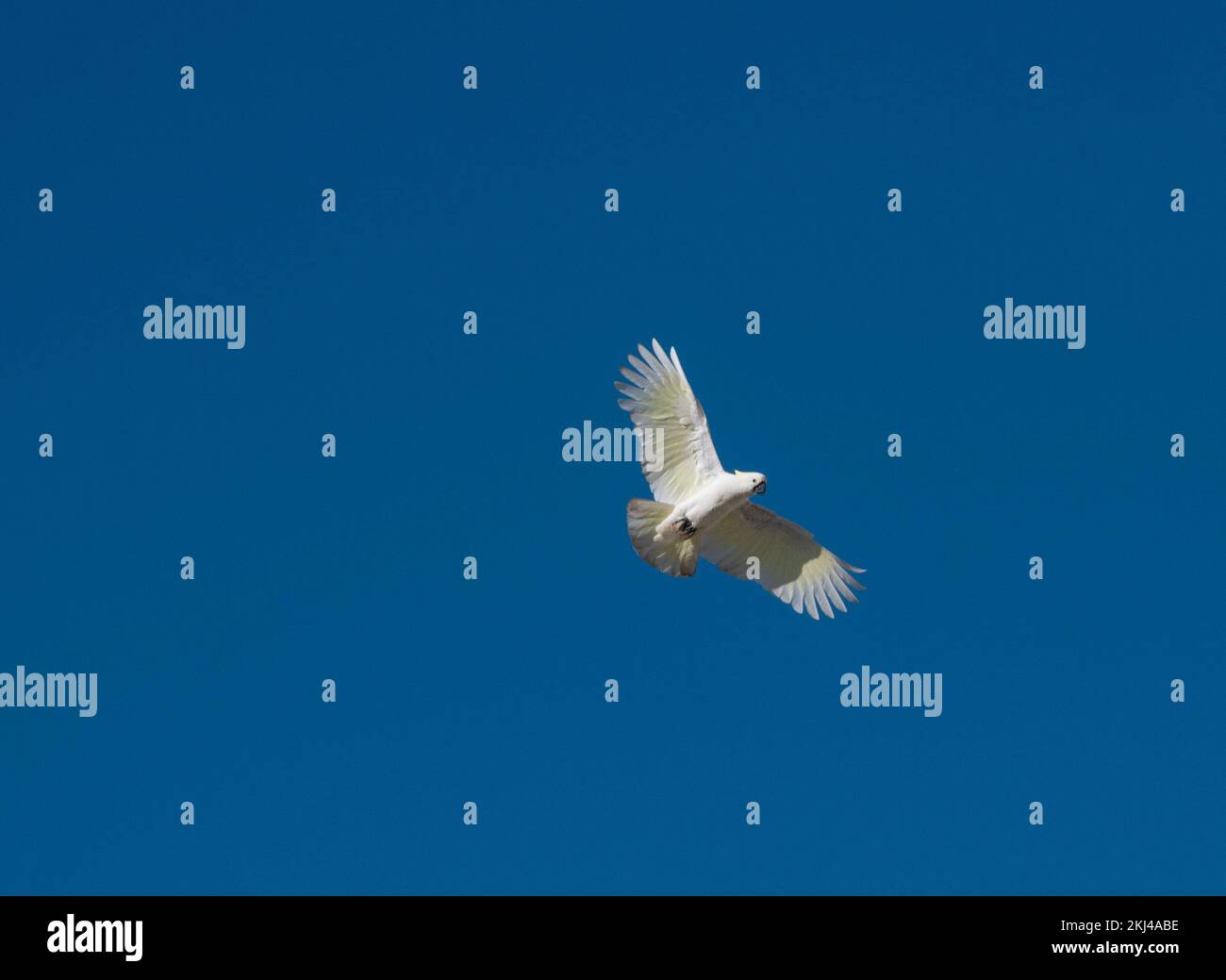 A beautiful sulphur-crested cockatoo flying in the clear blue sky Stock ...