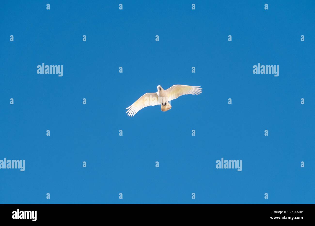 A beautiful sulphur-crested cockatoo flying in the clear blue sky Stock ...