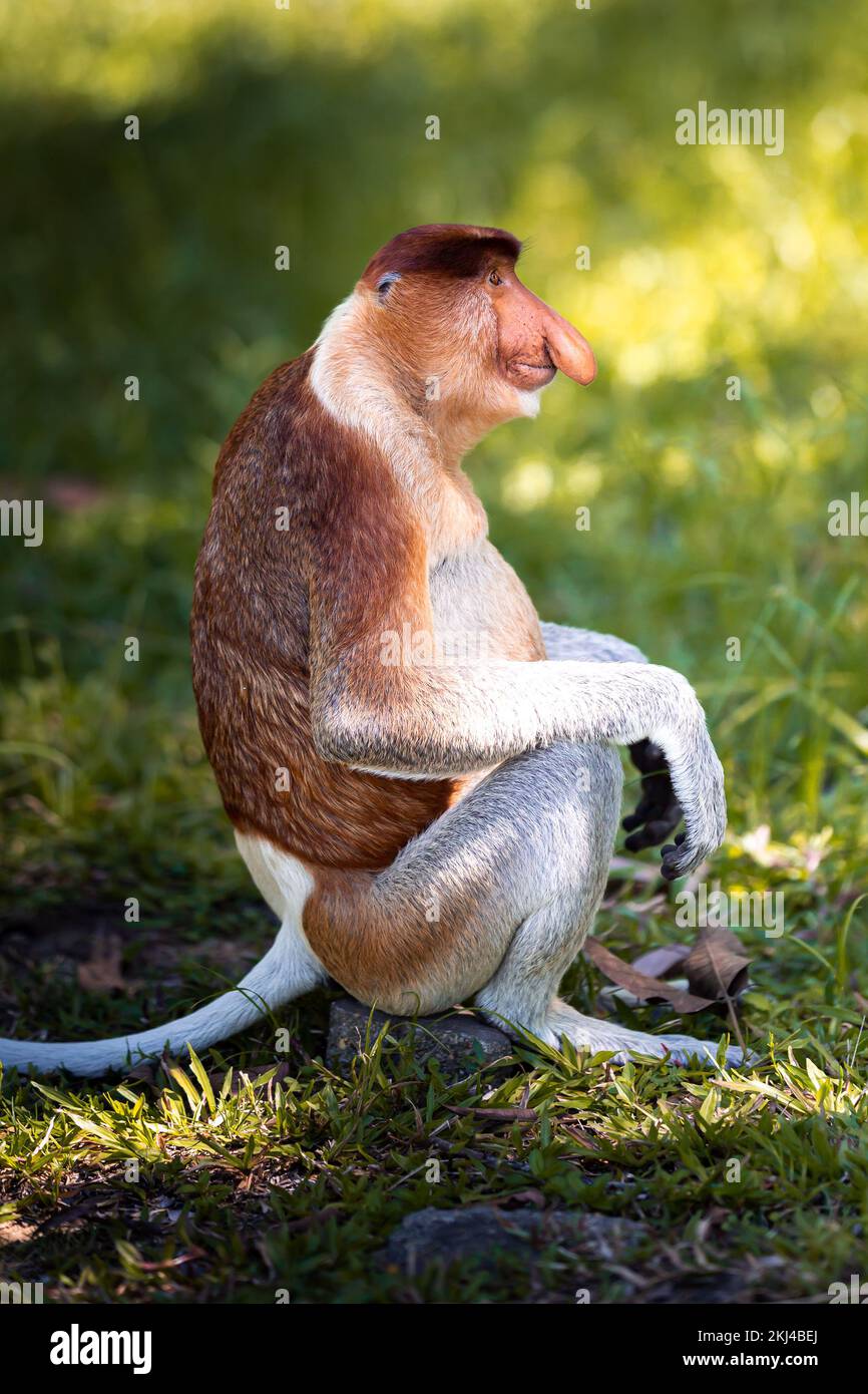 An endangered proboscis monkey sits on grass in the jungle of Borneo ...
