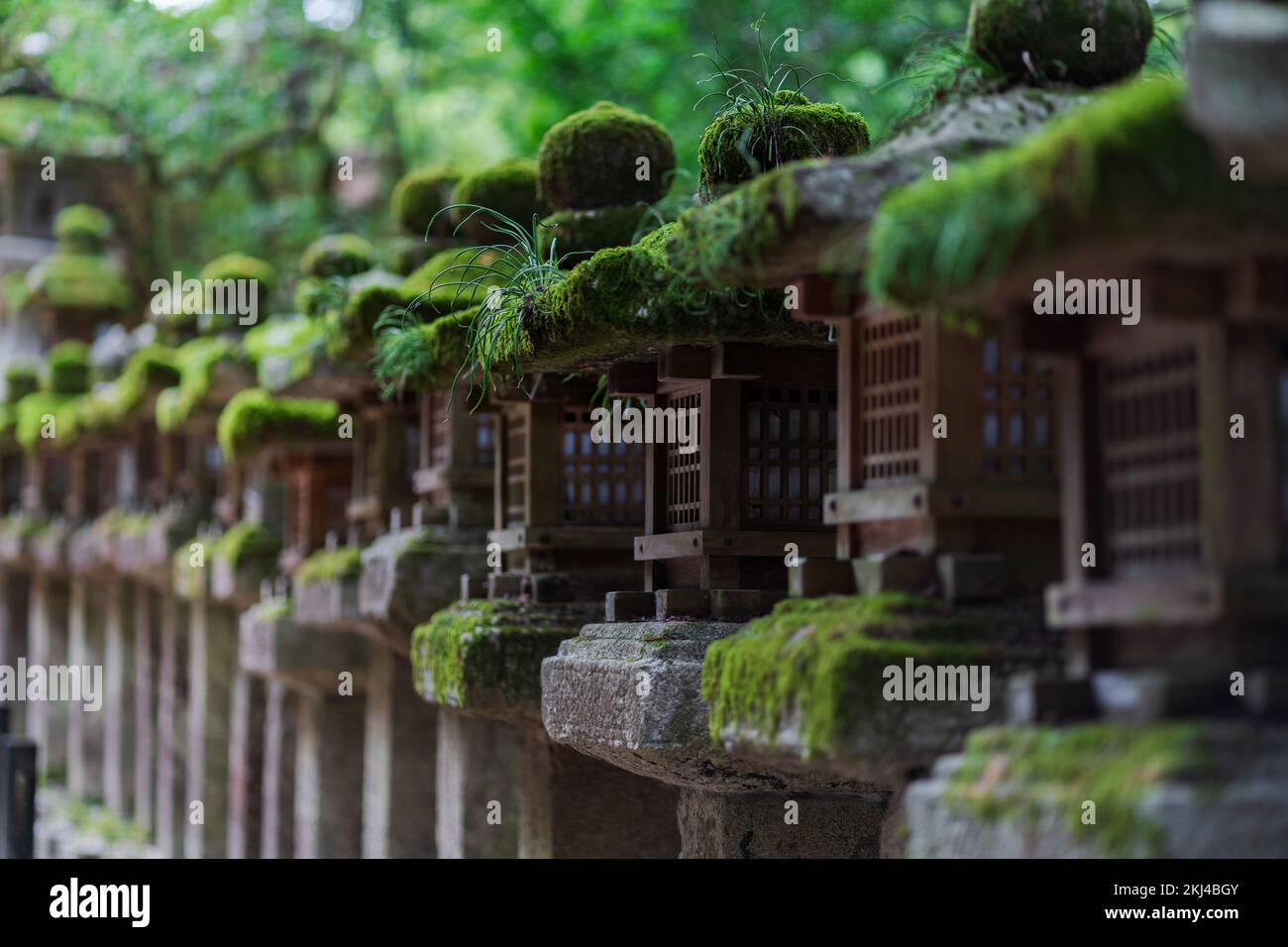 Moss covered lamp hi-res stock photography and images - Alamy