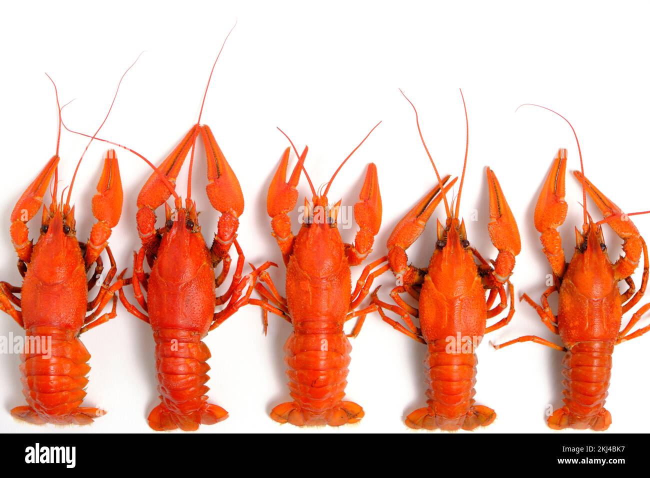 Cooked, red crayfish white background Stock Photo - Alamy