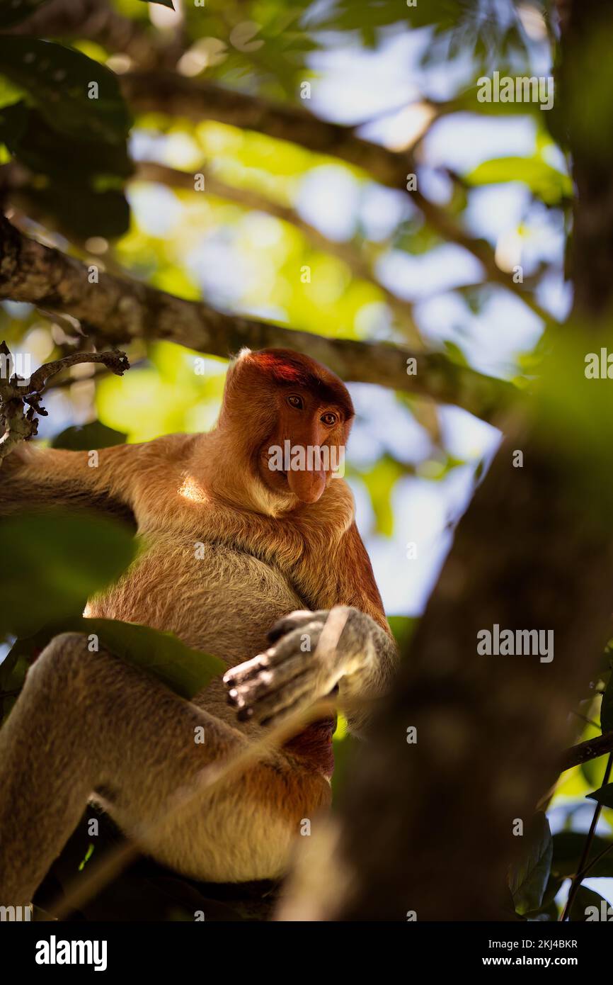 An endangered proboscis monkey sits on a tree in the jungle of Borneo ...