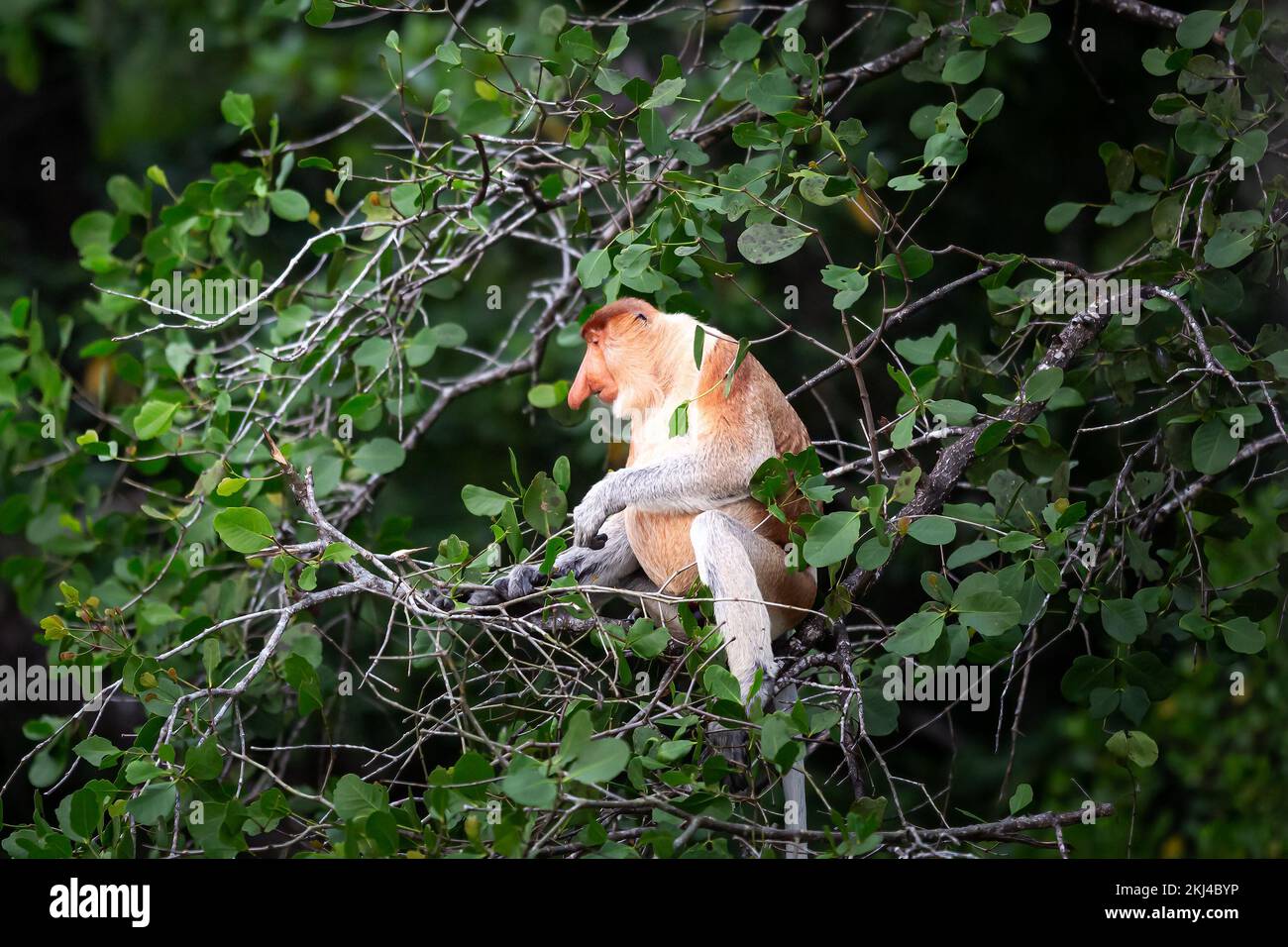 An endangered proboscis monkey sits on a tree in the jungle of Borneo ...