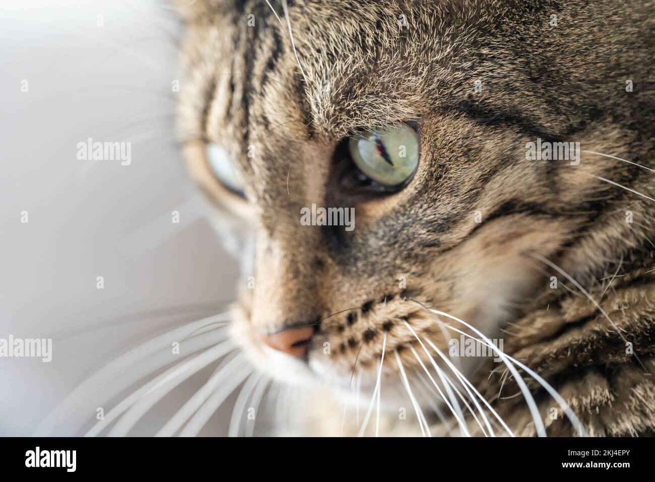 The portrait of a tabby cat looking down with its green eyes Stock ...