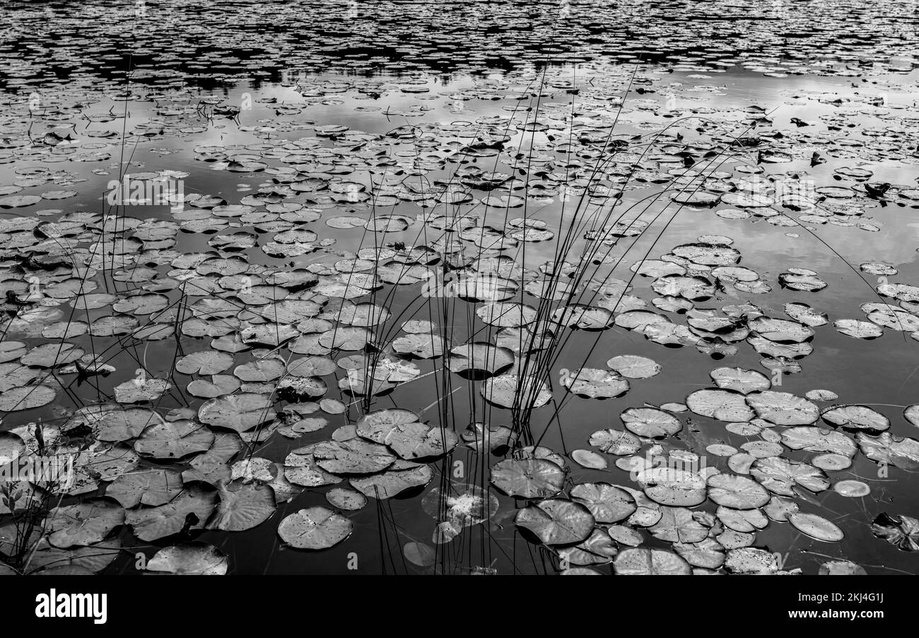 Natural pond garden lily Black and White Stock Photos & Images - Alamy