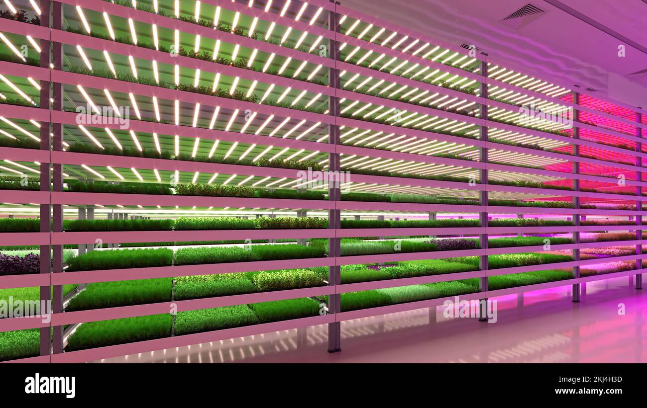 Indoor vertical farm. Hydroponic microgreens plant factory. Plants grow ...