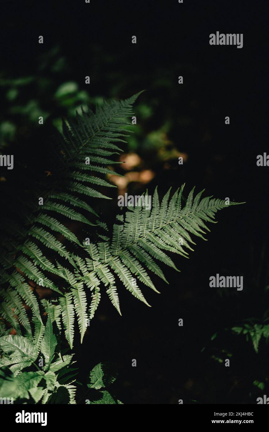 Ferns growing night fern hi-res stock photography and images - Alamy