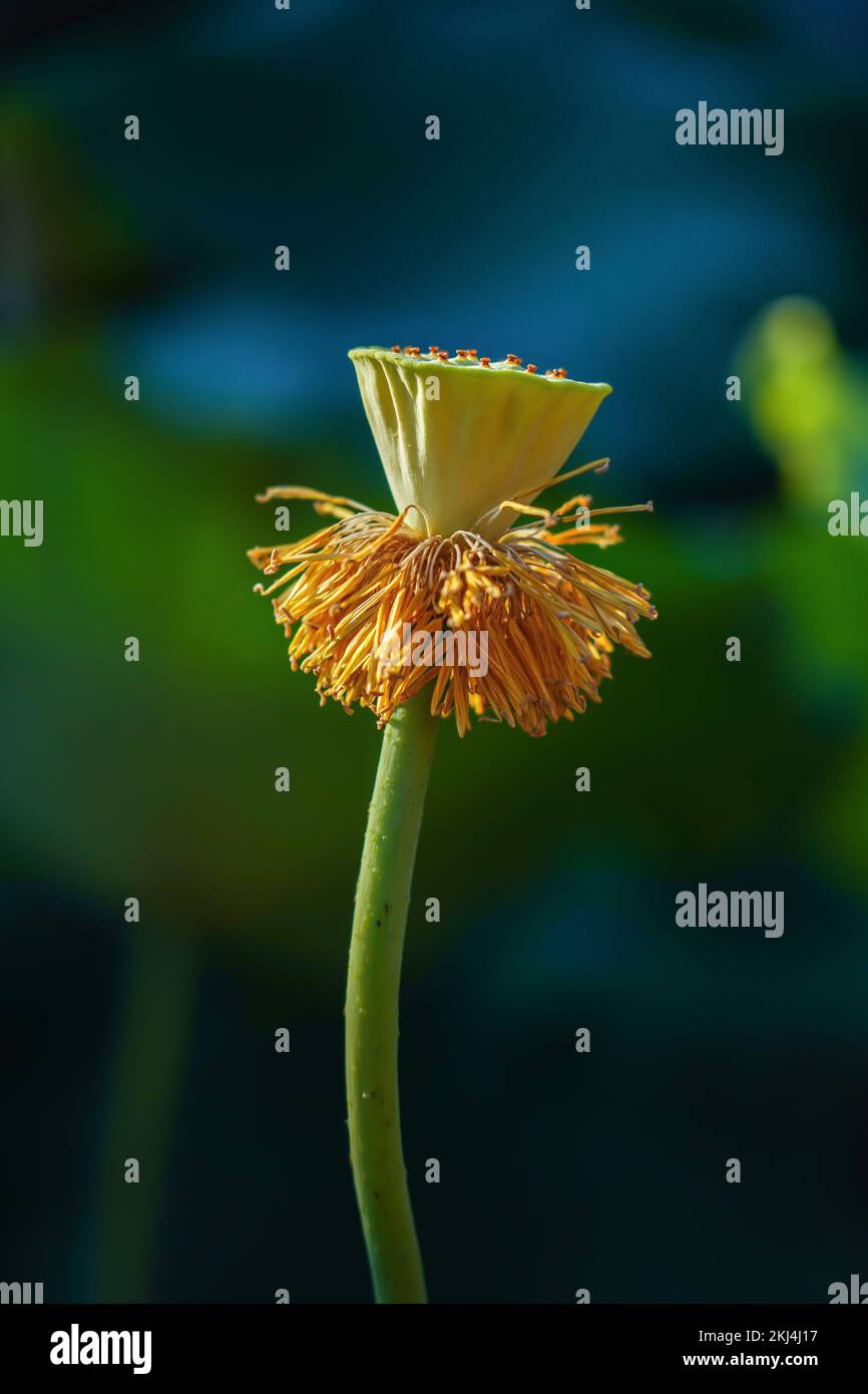 Lotus blossom faded flower hi-res stock photography and images - Alamy